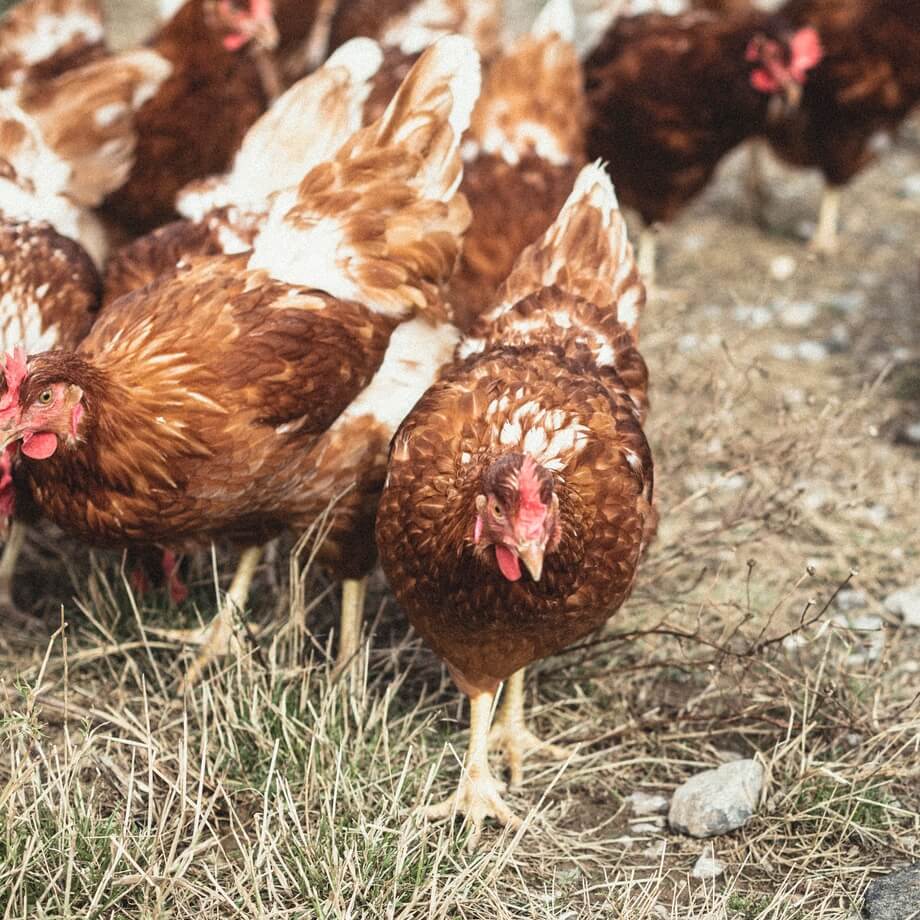 Duncan Janaway / Riverford