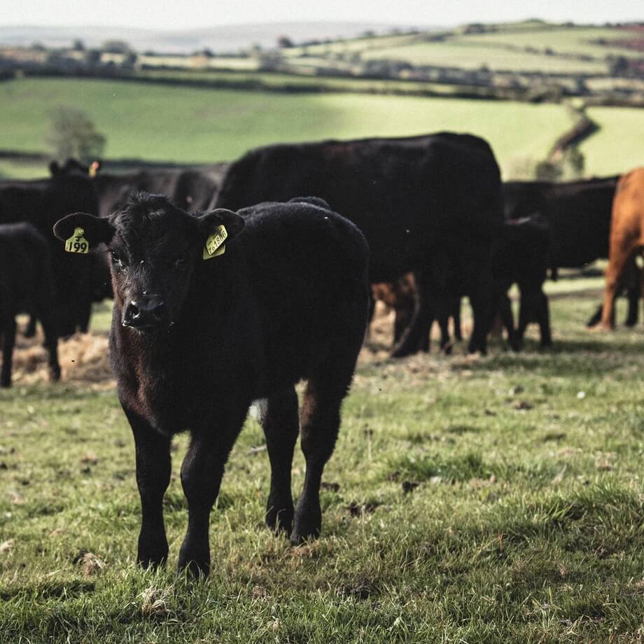 Lloyd & Pete Mortimore / Riverford