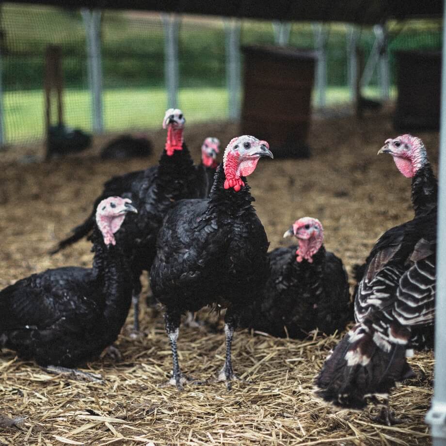 The Malseed family / Riverford