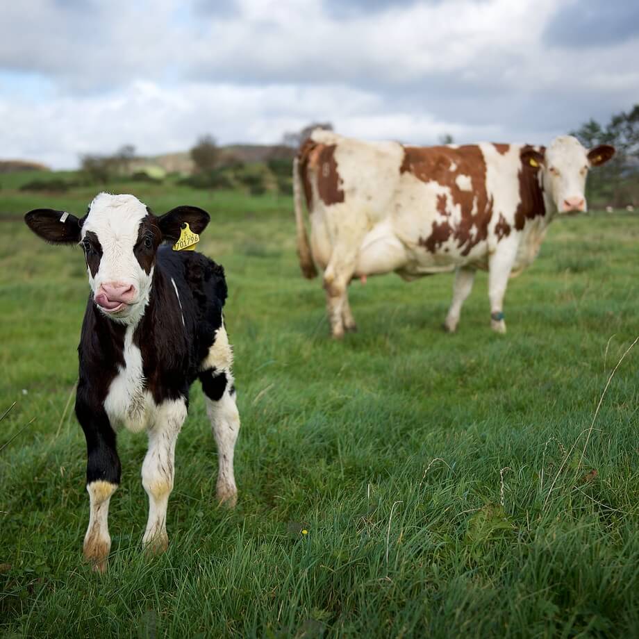 The Ethical Dairy / Riverford