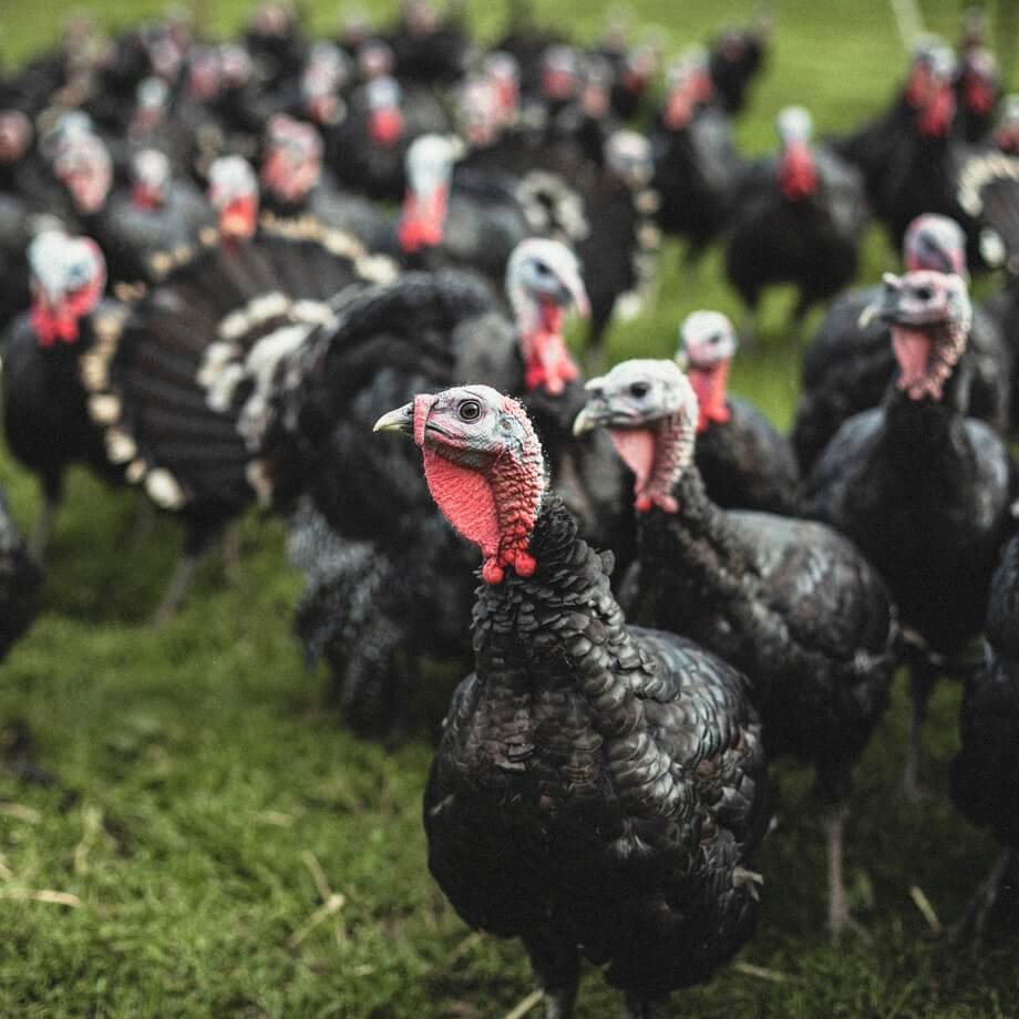 The Malseed family / Riverford