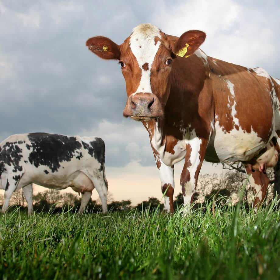 Acorn Dairy / Riverford