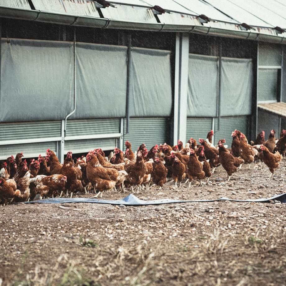 Duncan Janaway / Riverford