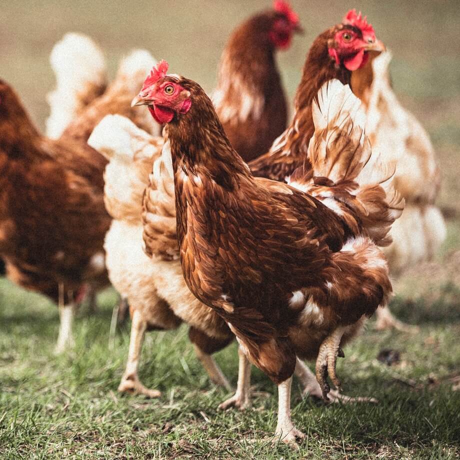 Duncan Janaway / Riverford