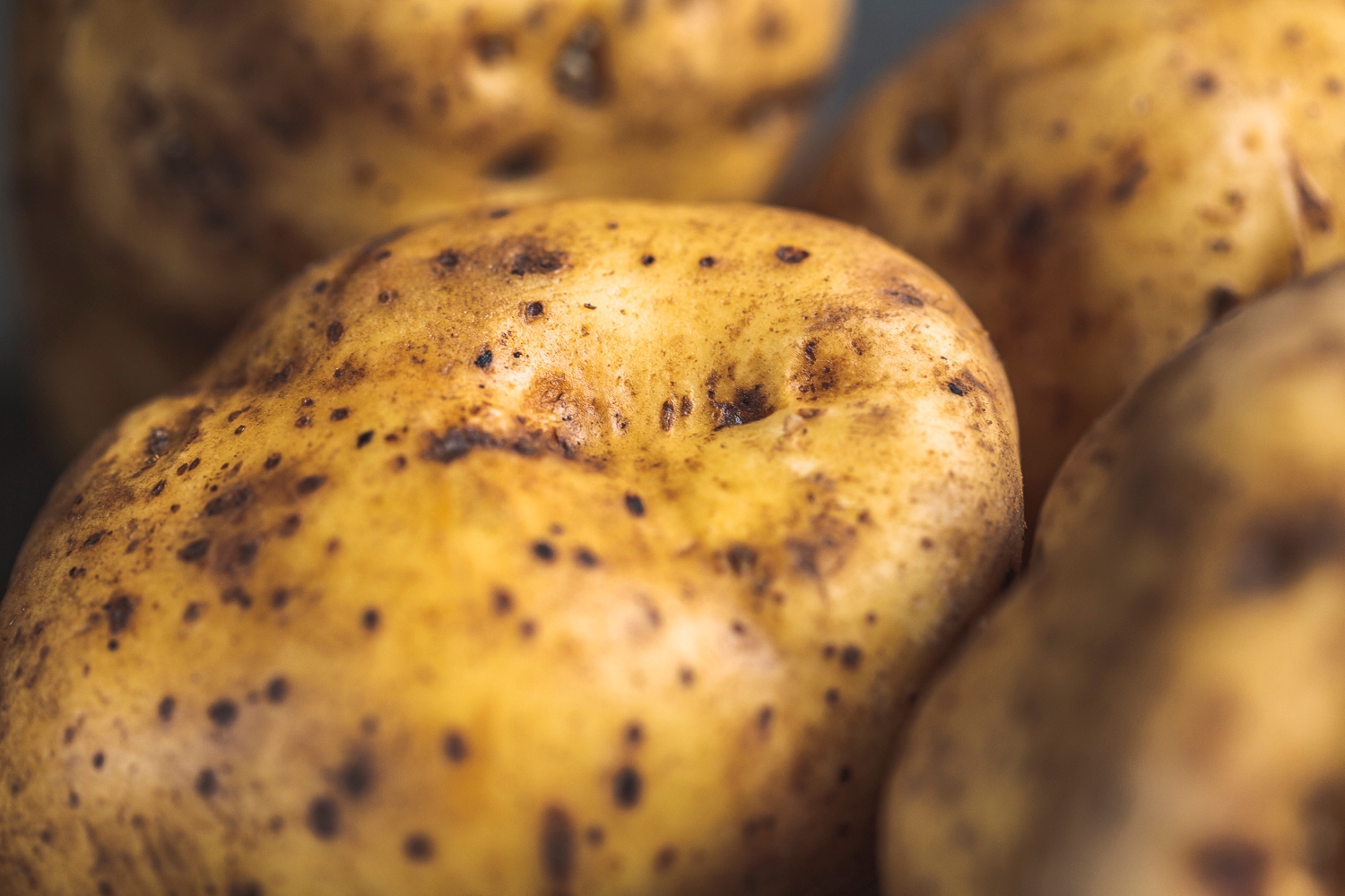Organic Baking potatoes 1.1kg / Riverford