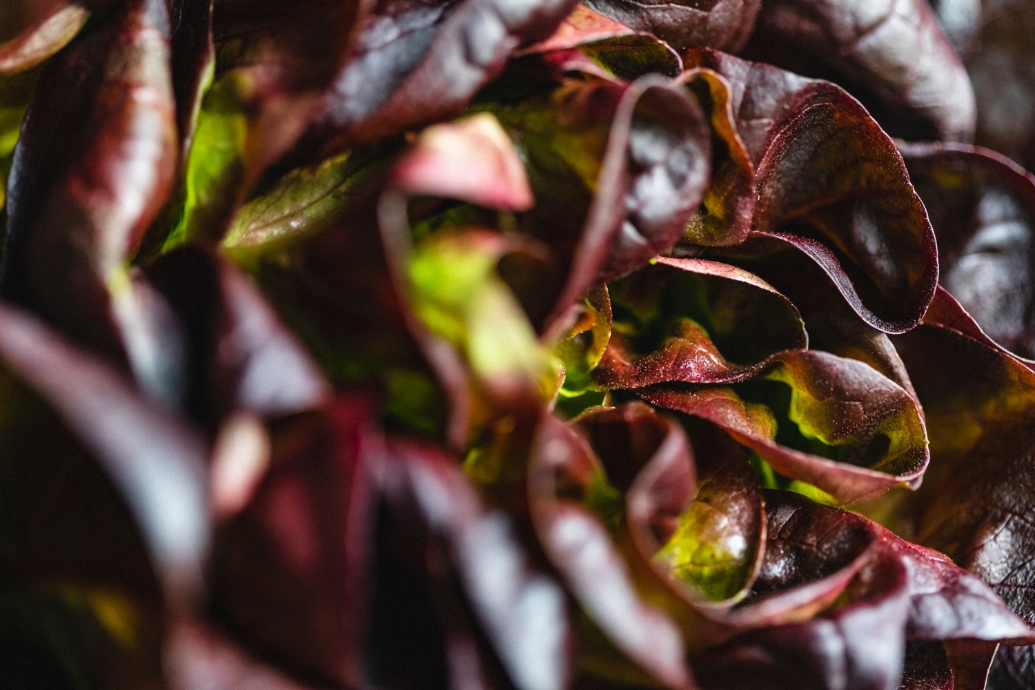 Red salanova lettuce / Riverford