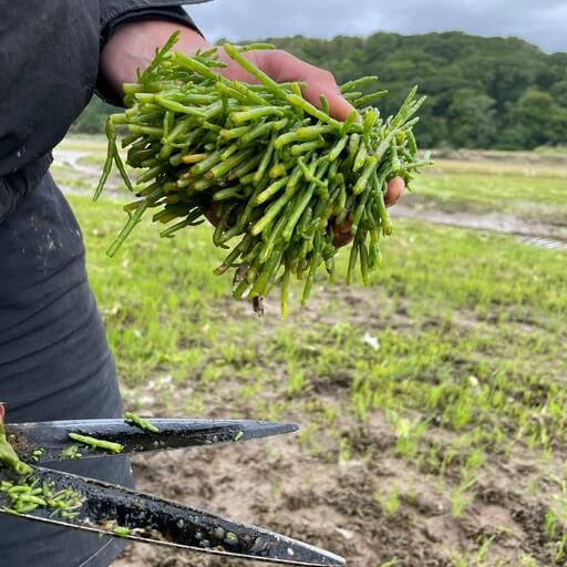 Organic Samphire 100g / Riverford