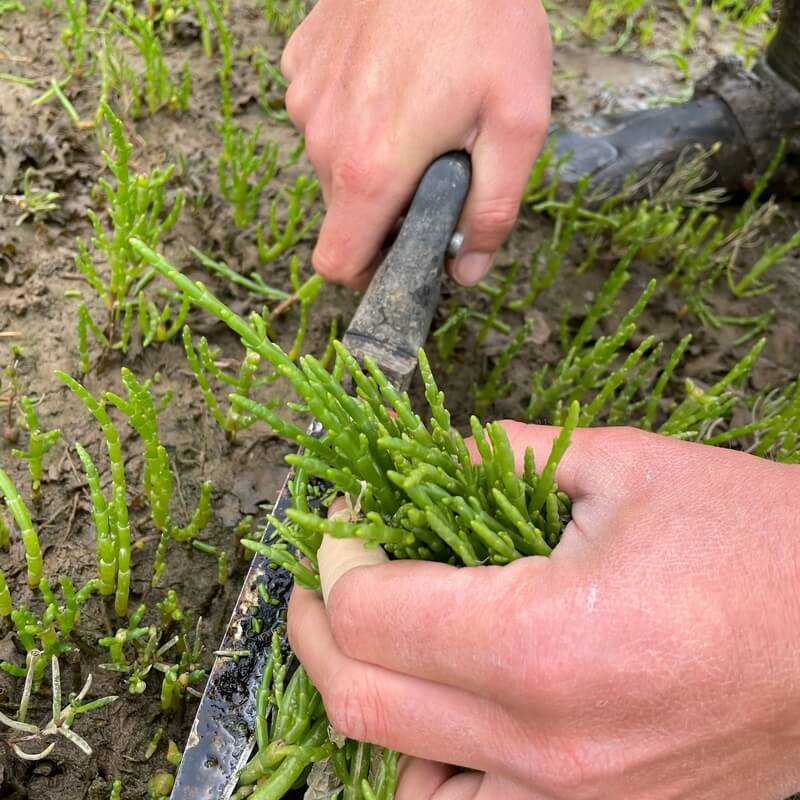 Organic Samphire 100g / Riverford