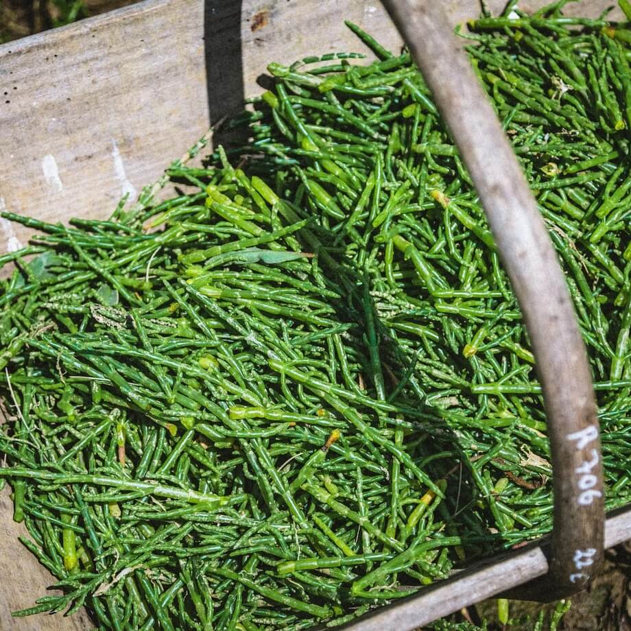 Organic Samphire 100g / Riverford
