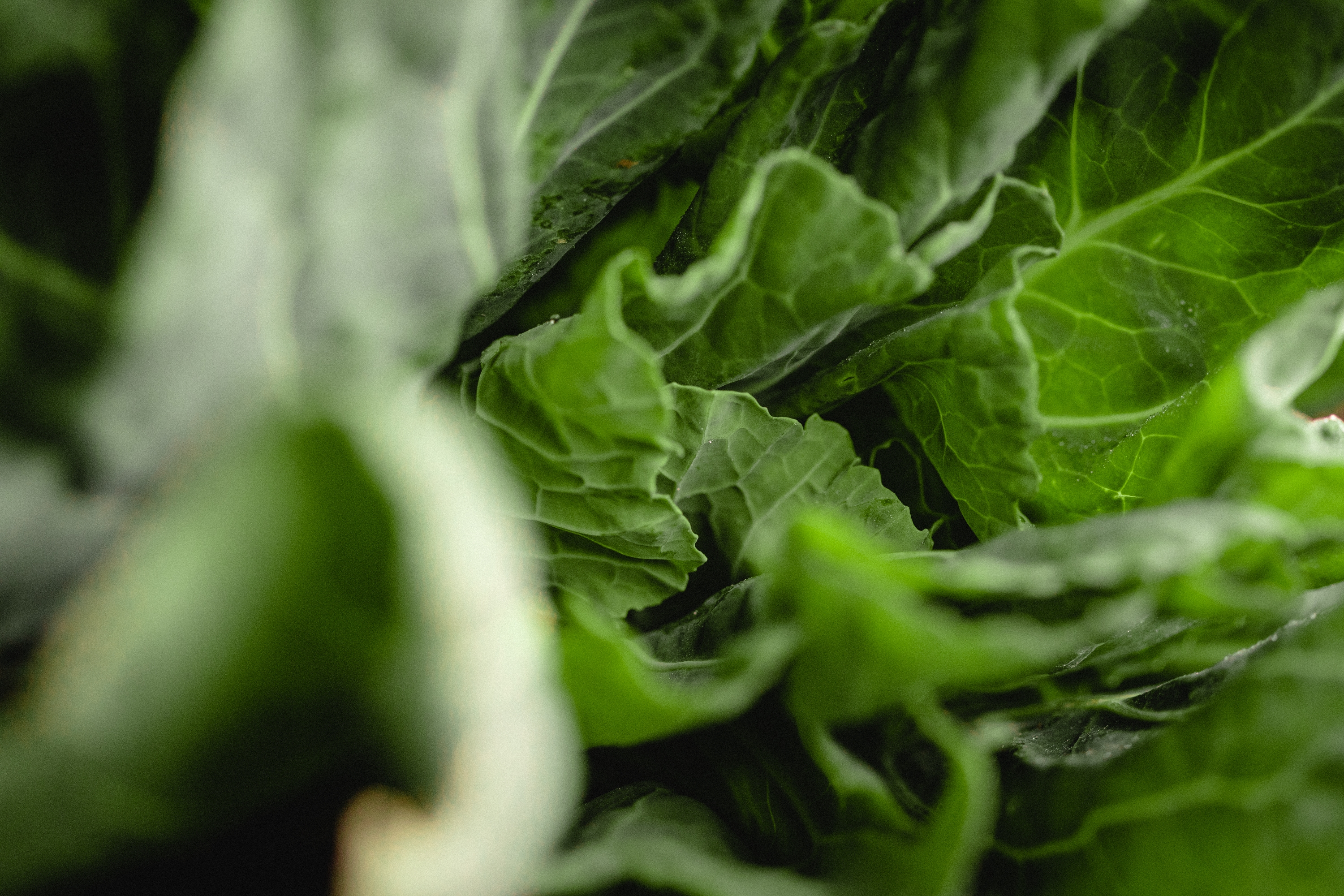 Organic Spring greens 350g / Riverford