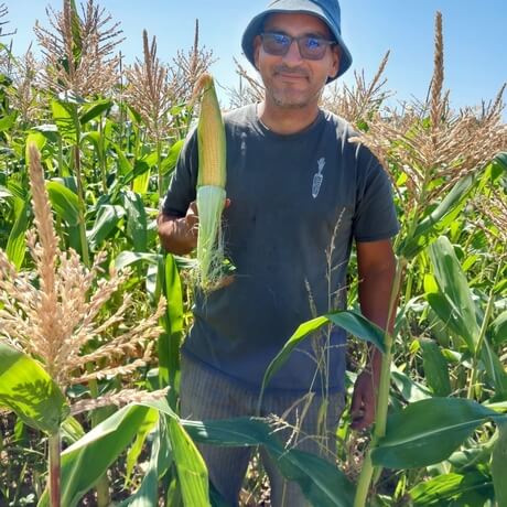 Organic Sweetcorn on the cob x2 / Riverford