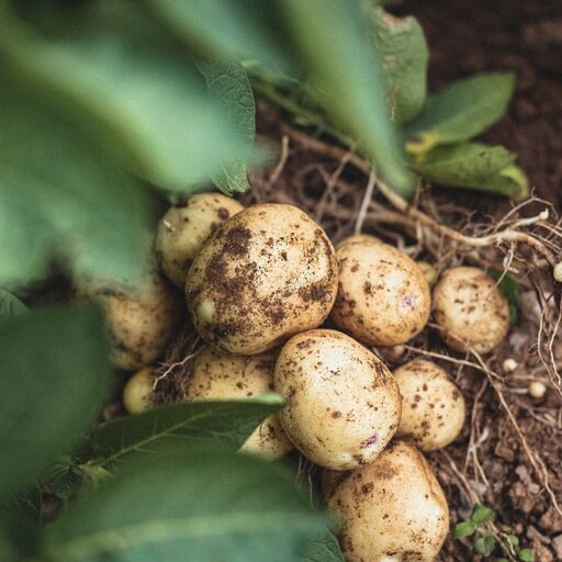 Organic White potatoes 750g / Riverford