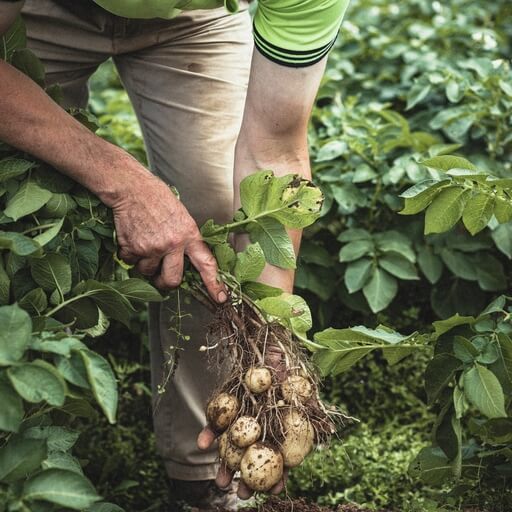 Organic White potatoes 750g / Riverford