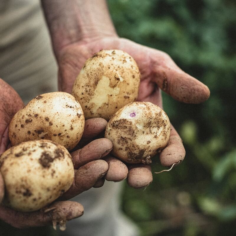 Organic White potatoes 750g / Riverford