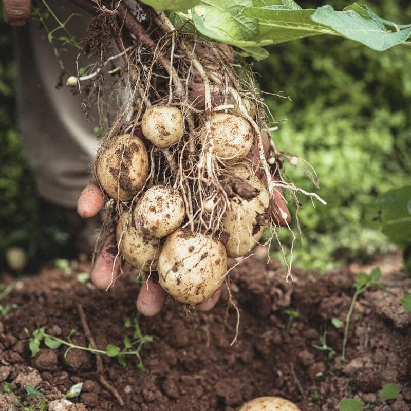 Organic White potatoes 750g / Riverford