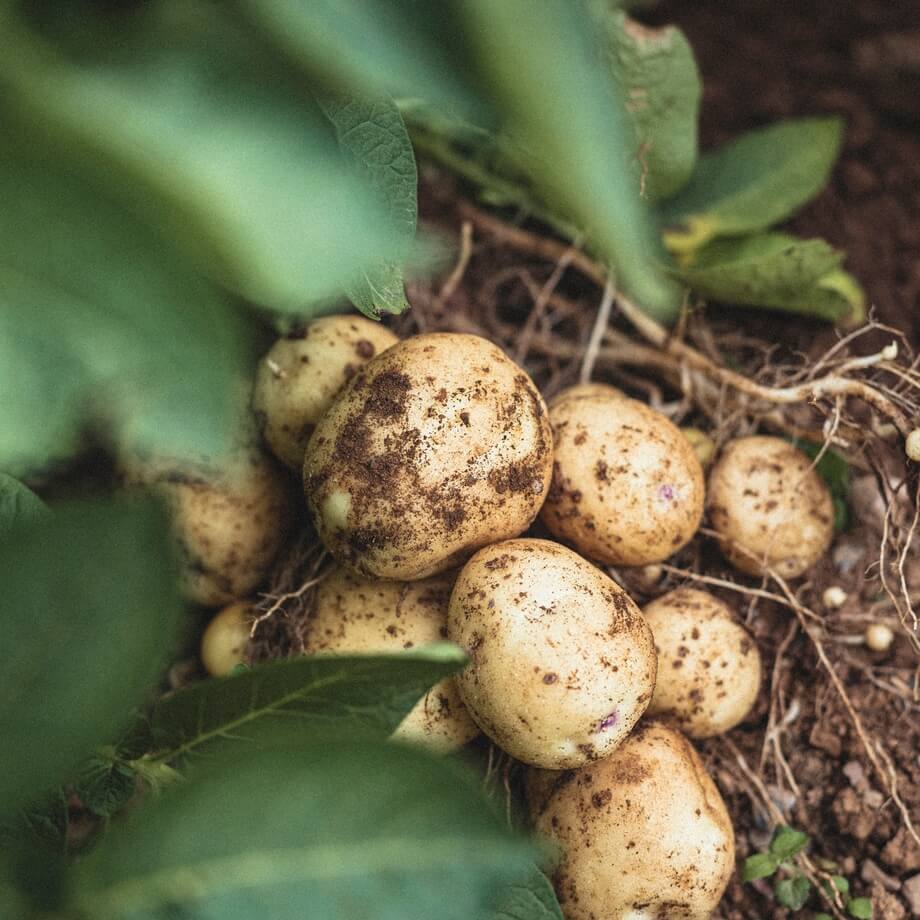 Organic White potatoes 750g / Riverford