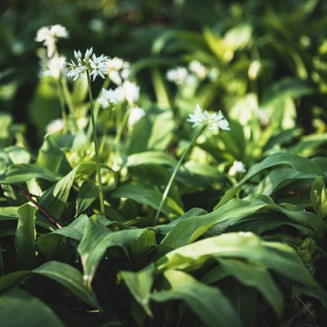 Organic Wild garlic 100g / Riverford